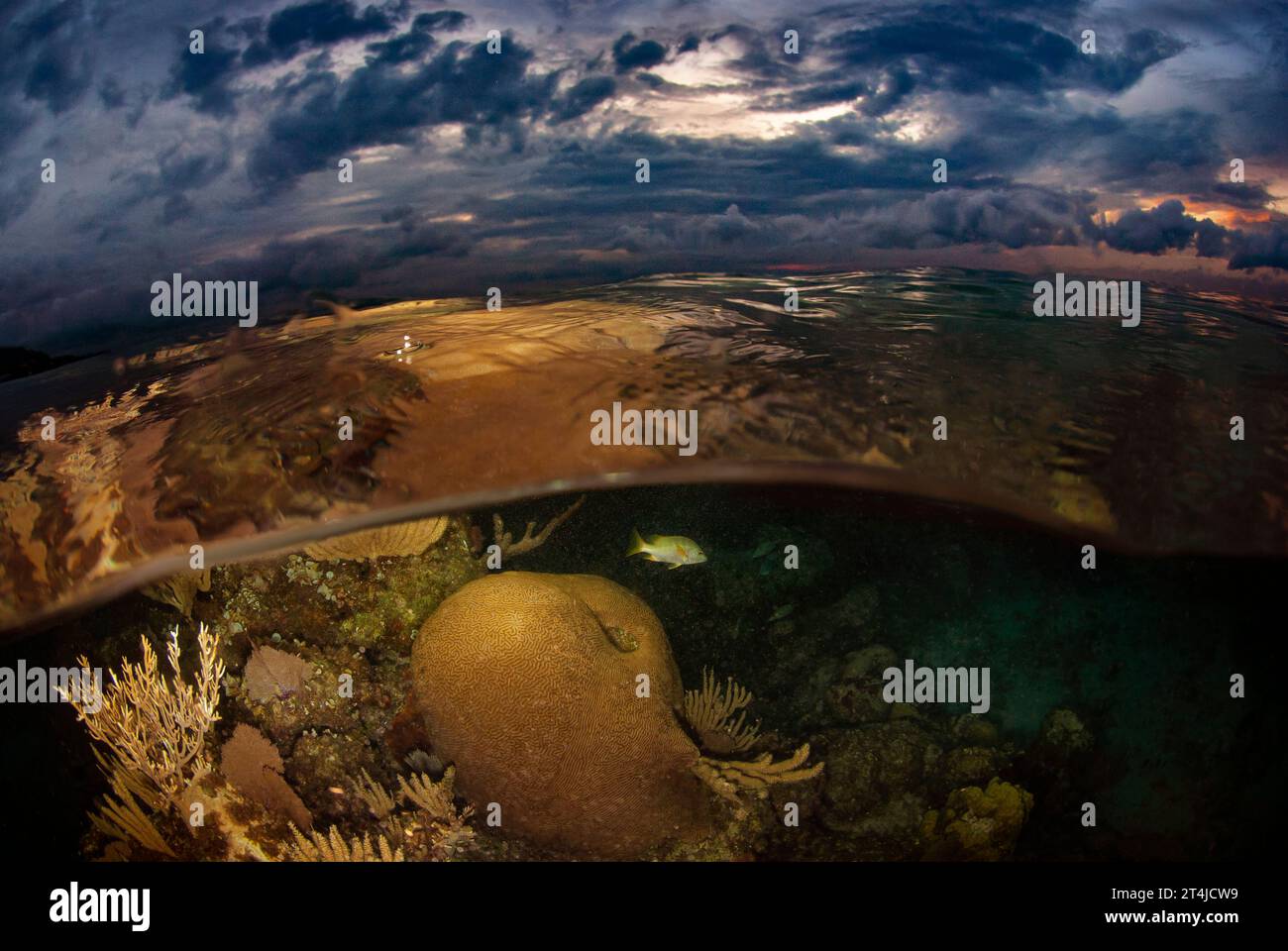 Coral Reef at night Stock Photo - Alamy