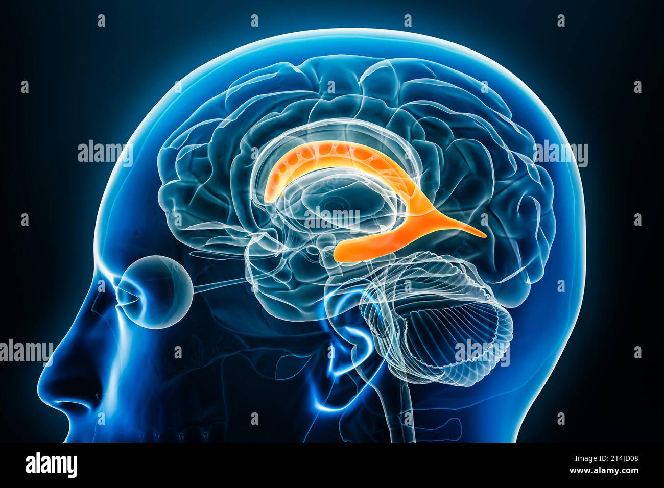 Lateral ventricle x-ray profile close-up view 3D rendering illustration ...