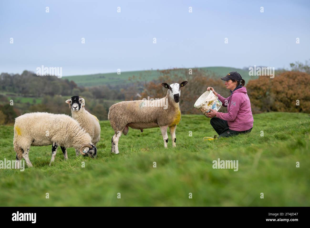 Bluefaced sheep hi-res stock photography and images - Alamy
