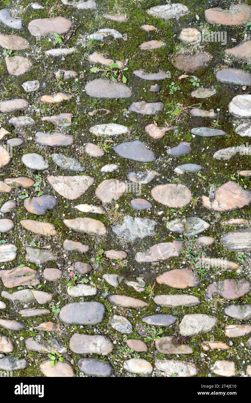 Old cobblestone pavement background texture with moss and lichen Stock ...