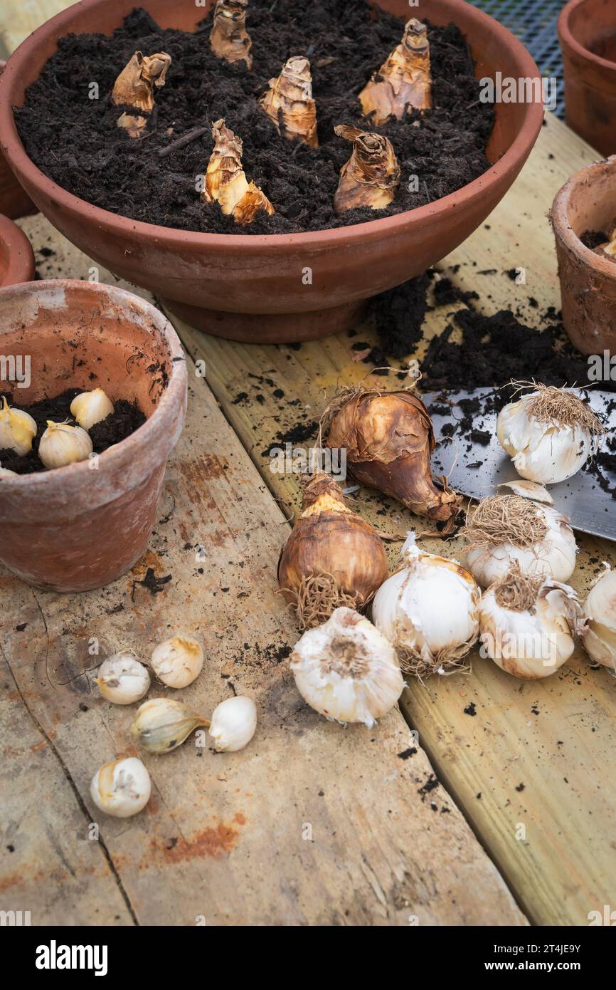 Spring bulbs ready for planting in pots Stock Photo - Alamy