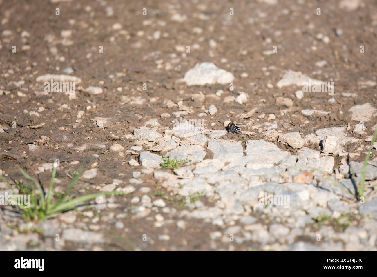 Black-shouldered drone fly (Eristalis dimidiata) facing left Stock ...