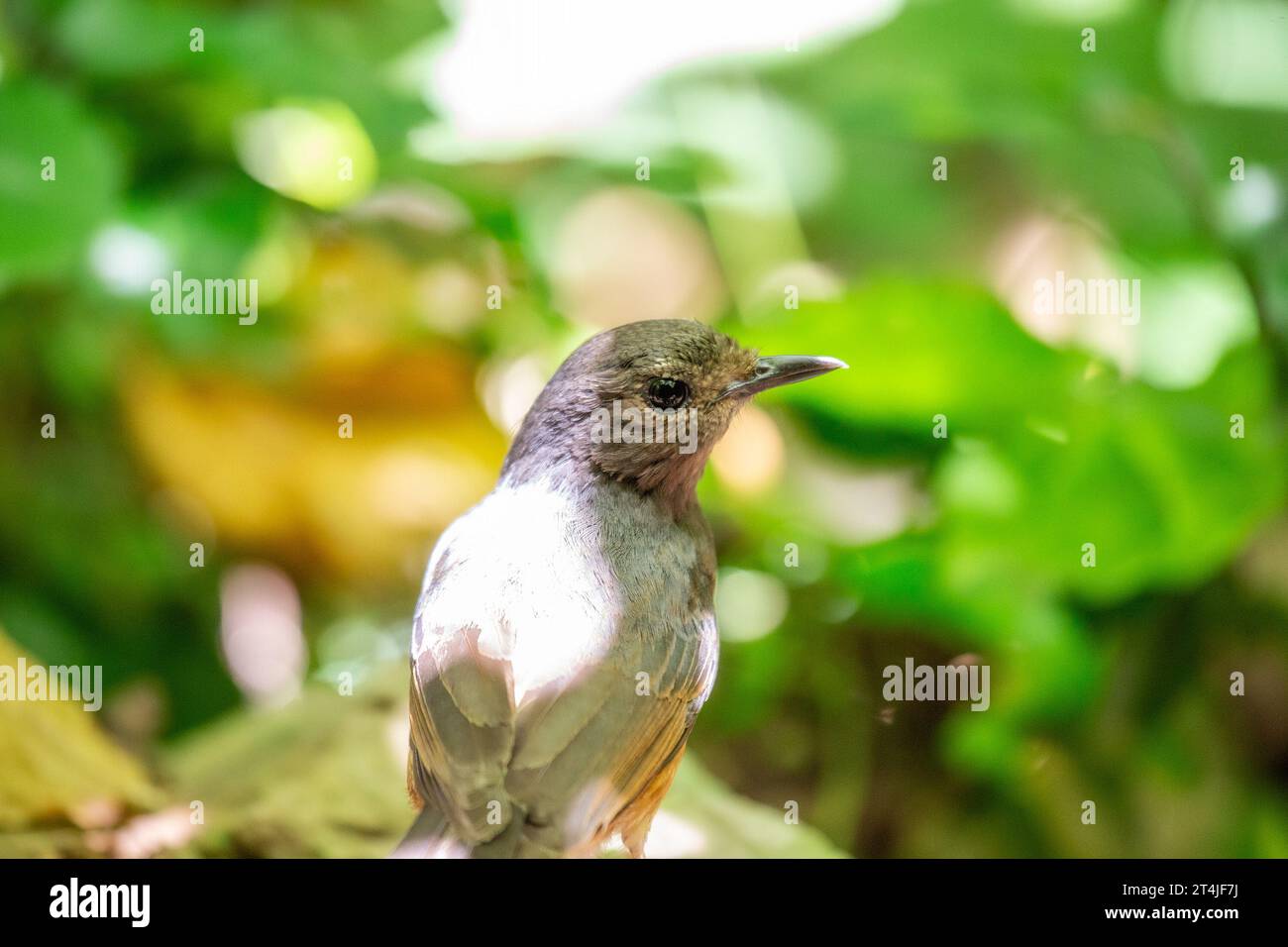 Beautiful white-rumped shama (Copsychus malabaricus) spotted outdoors ...