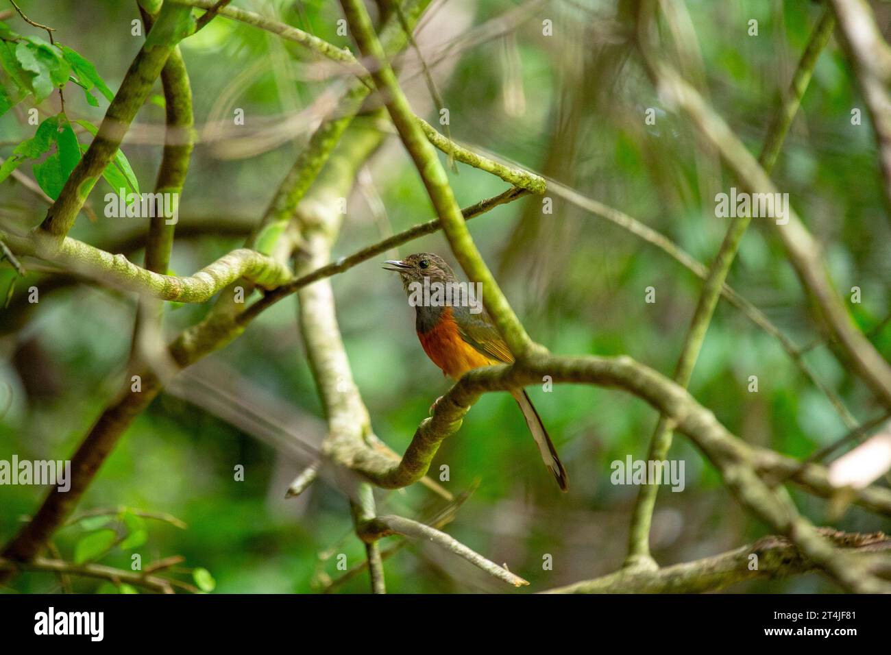 Beautiful white-rumped shama (Copsychus malabaricus) spotted outdoors ...