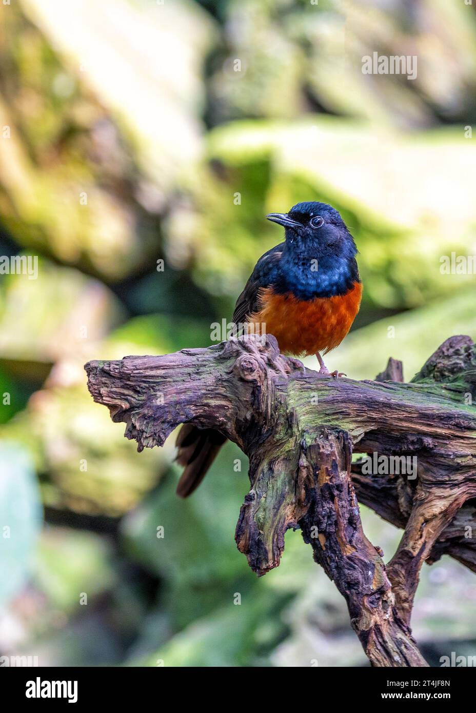 Beautiful white-rumped shama (Copsychus malabaricus) spotted outdoors ...
