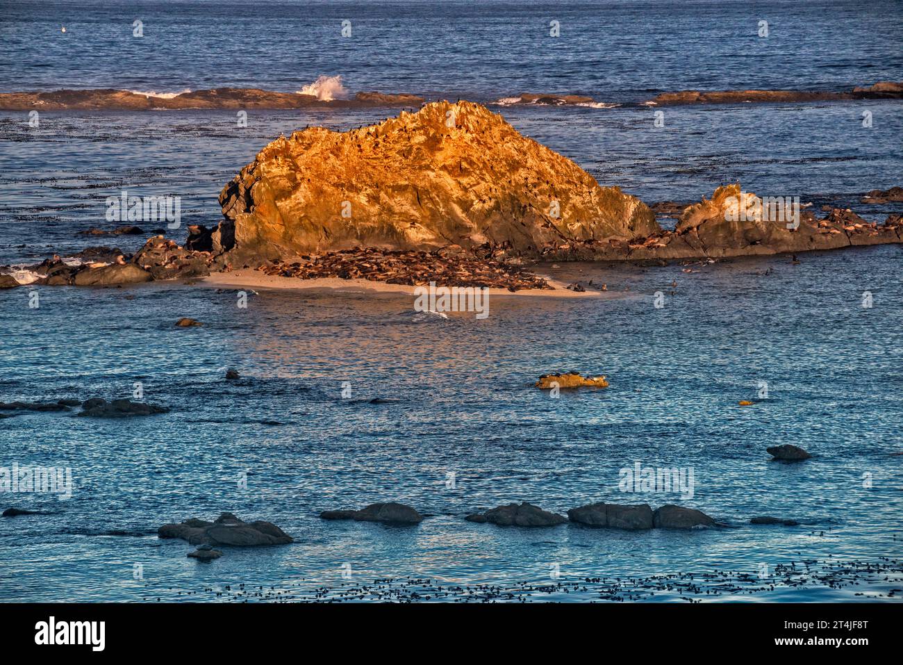Hundreds of sea lions and seals on Shell Island, Simpson Reef Viewpoint ...