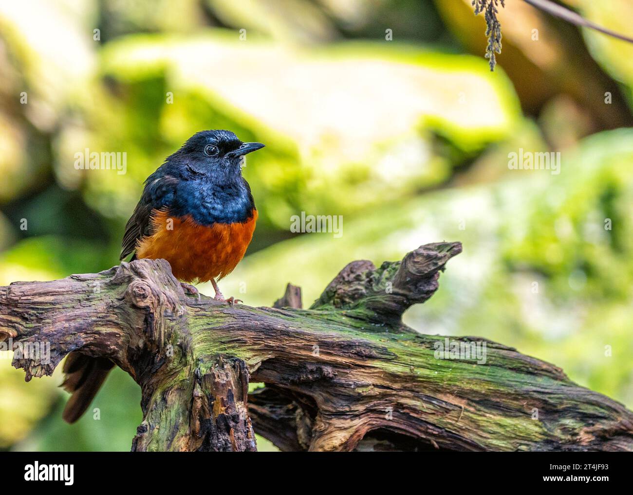Beautiful white-rumped shama (Copsychus malabaricus) spotted outdoors ...