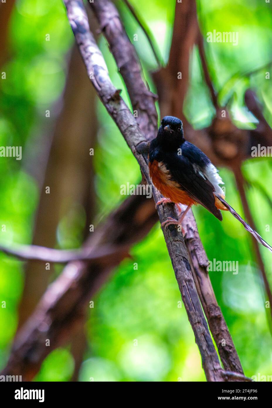 Beautiful white-rumped shama (Copsychus malabaricus) spotted outdoors ...