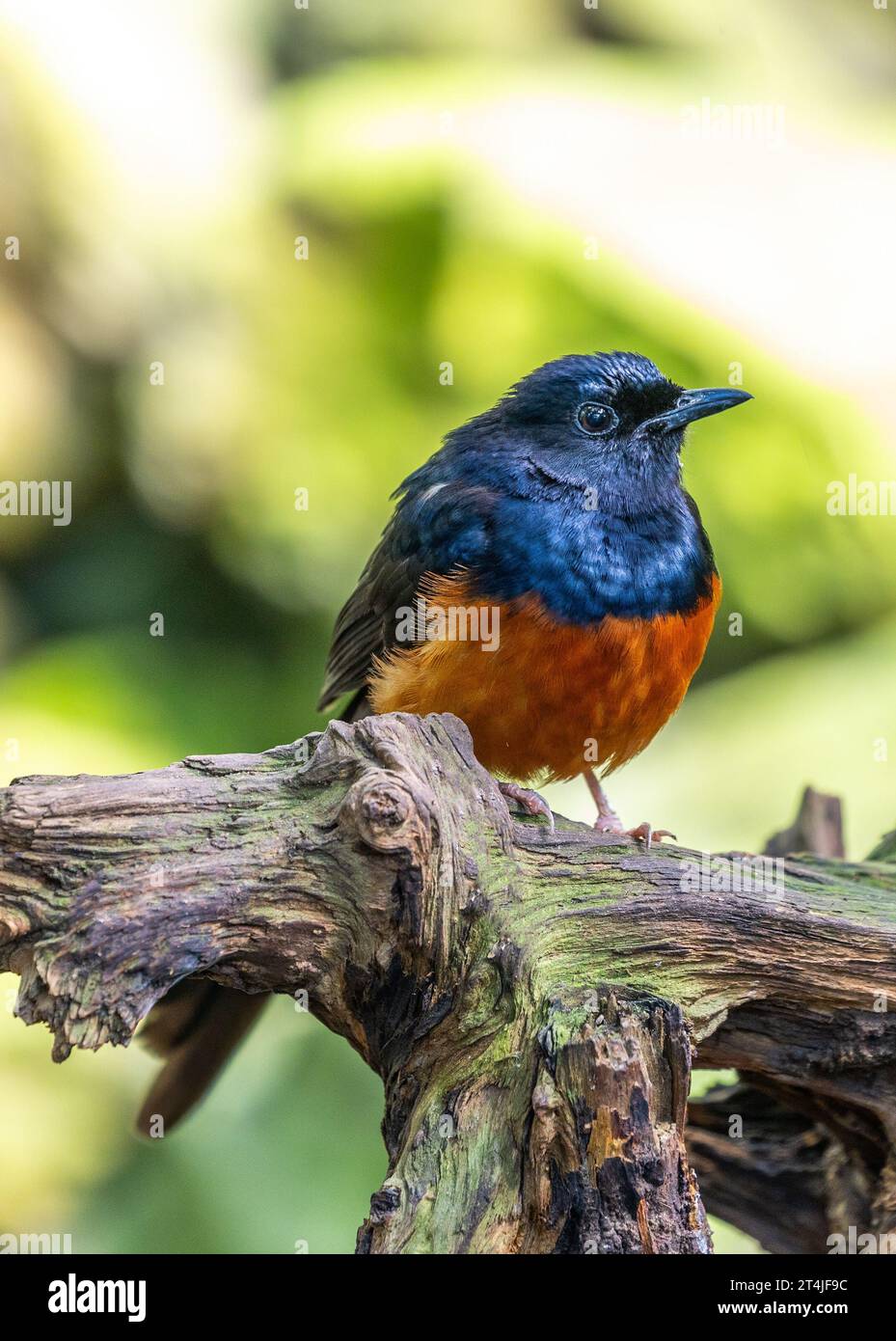 Beautiful white-rumped shama (Copsychus malabaricus) spotted outdoors ...