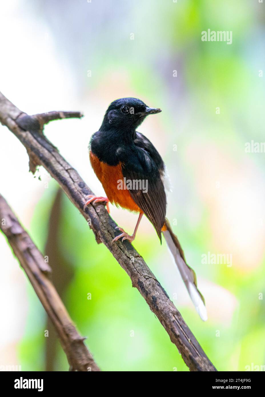 Beautiful white-rumped shama (Copsychus malabaricus) spotted outdoors ...