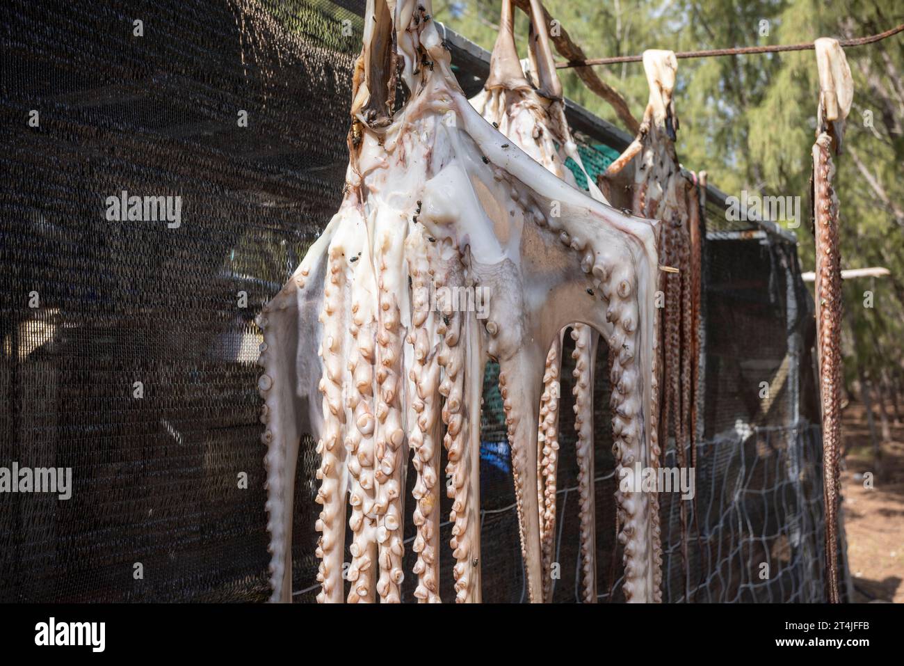 Octopus caught by fishermen hung outside to air dry Stock Photo - Alamy