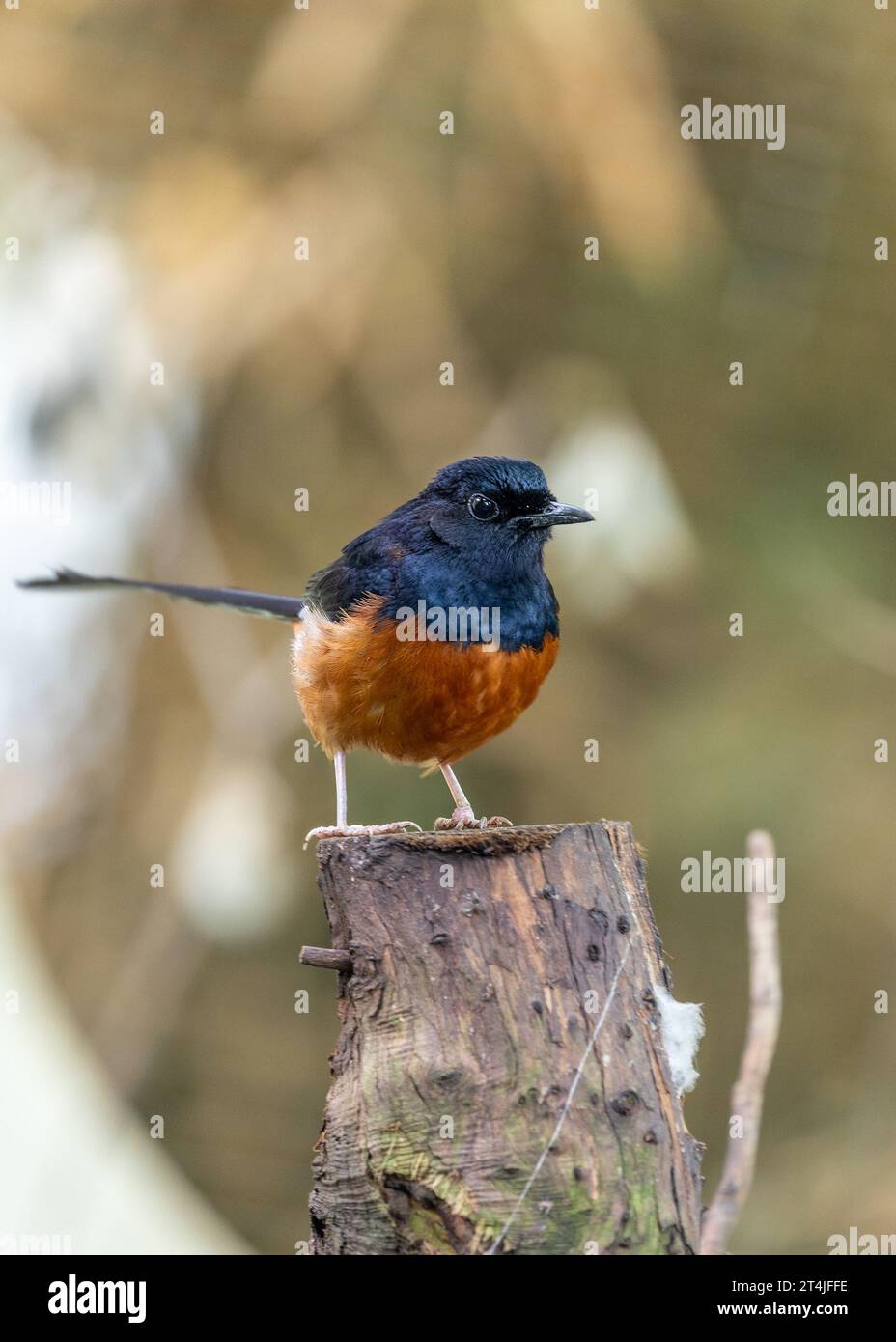 Beautiful white-rumped shama (Copsychus malabaricus) spotted outdoors ...