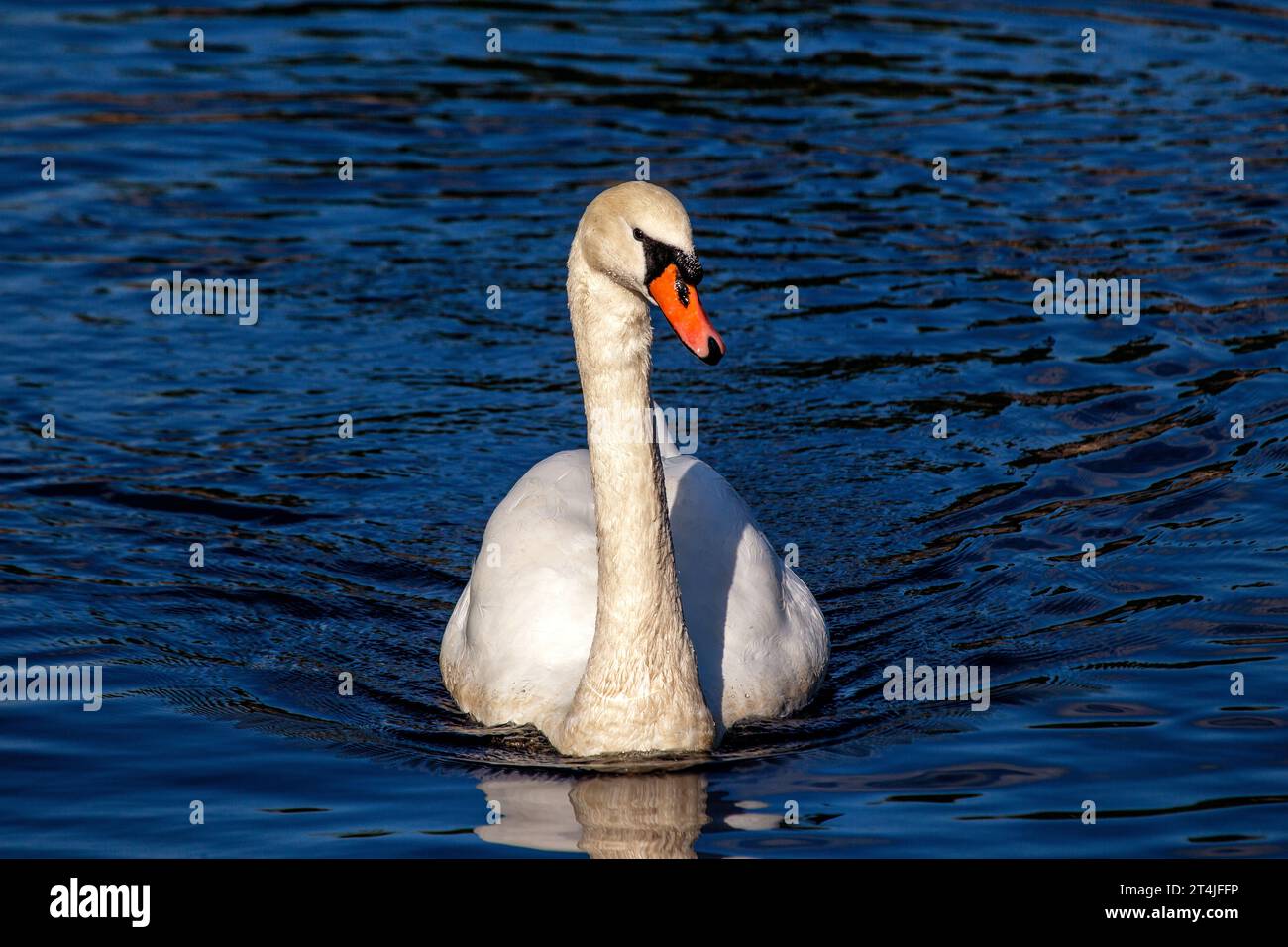 A beautiful adult swan was spotted in Dublin, Ireland. The swan was ...