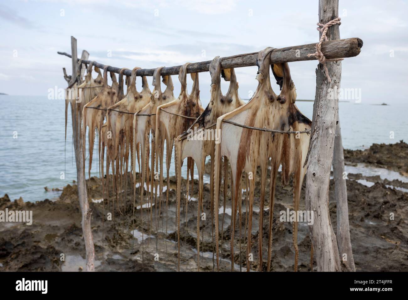 Octopus caught by fishermen hung outside to air dry Stock Photo - Alamy