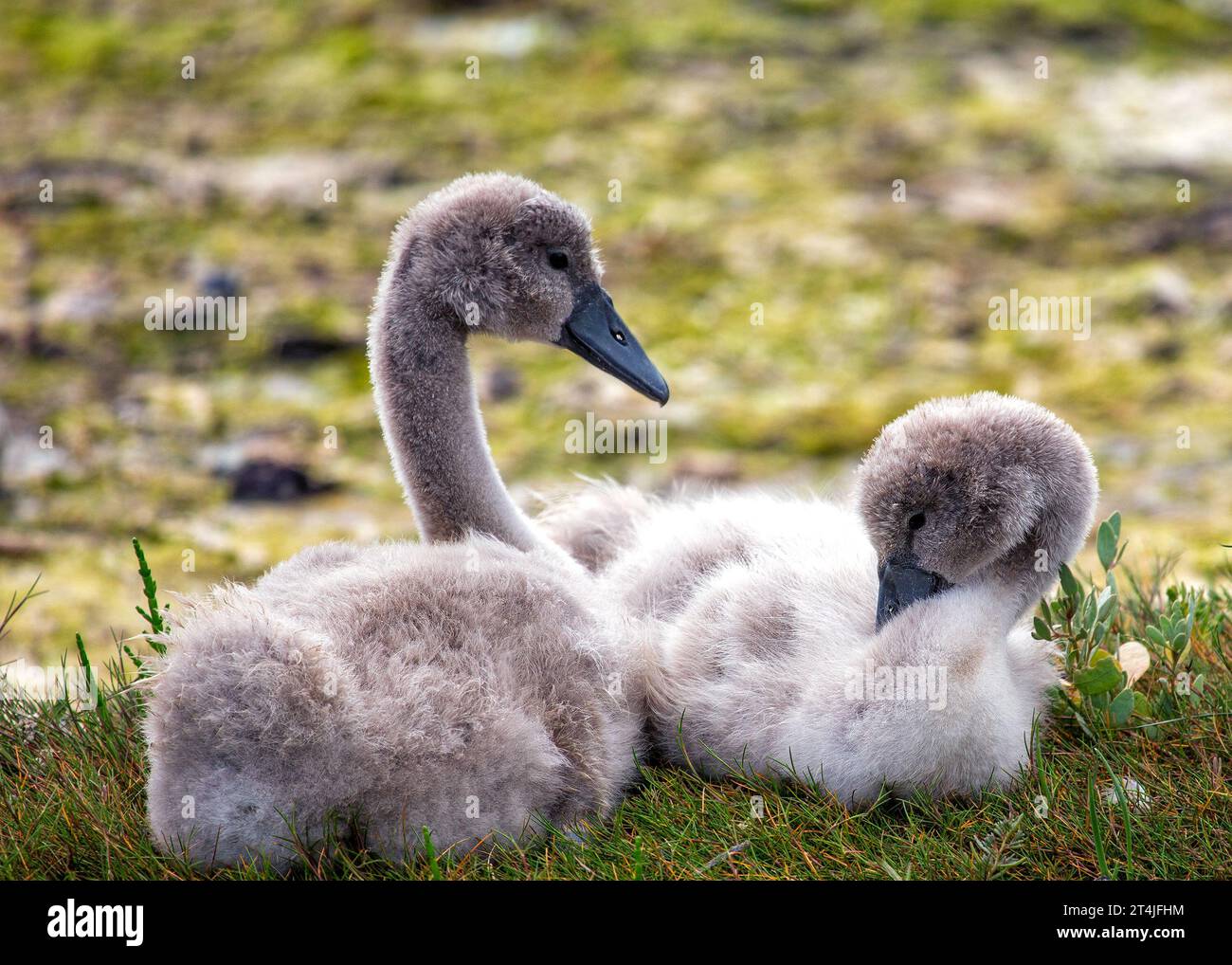 Adorable cygnet (Cygnus olor) spotted in Dublin, Ireland. Fluffy gray ...