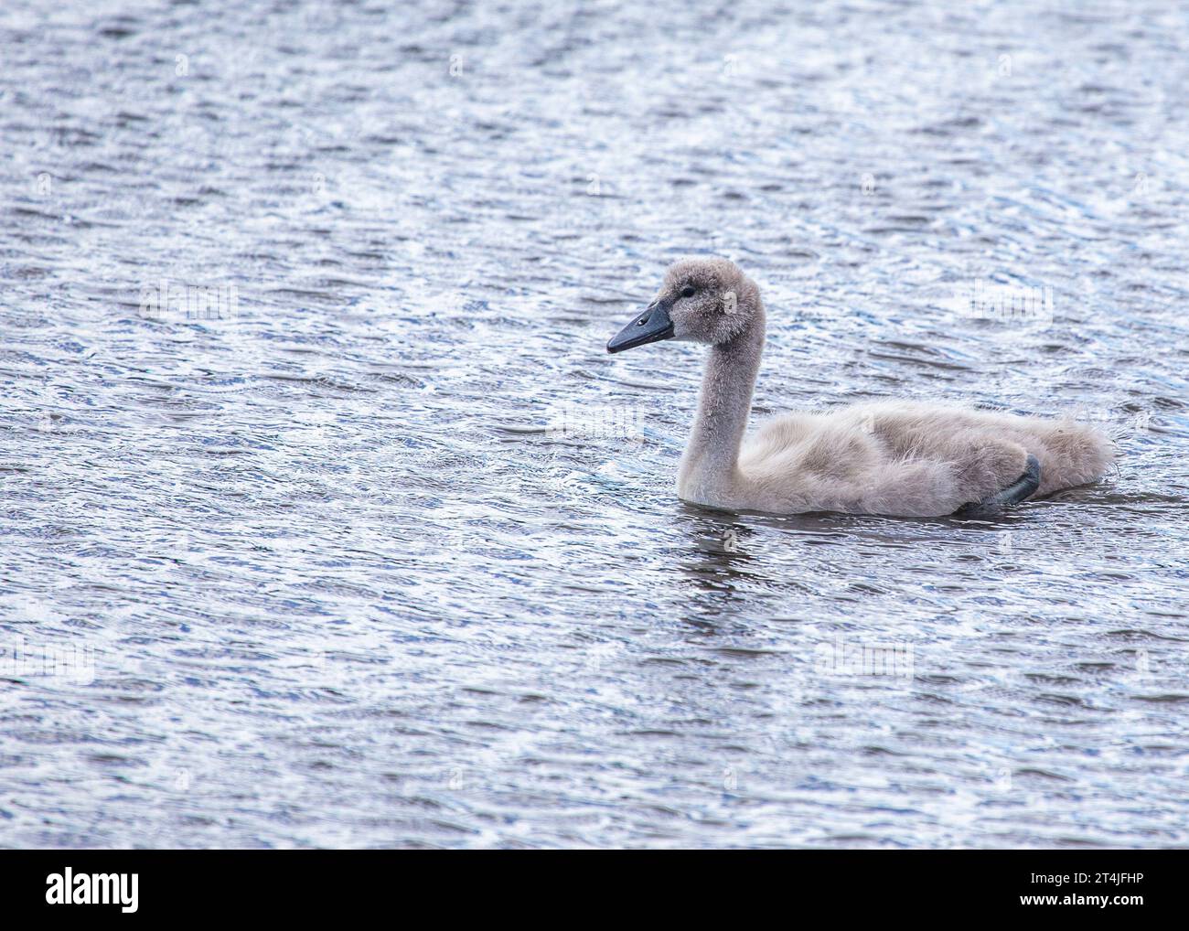 Adorable cygnet (Cygnus olor) spotted in Dublin, Ireland. Fluffy gray ...