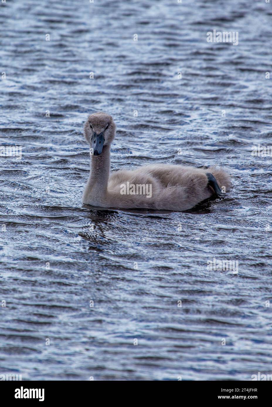 Adorable cygnet (Cygnus olor) spotted in Dublin, Ireland. Fluffy gray ...