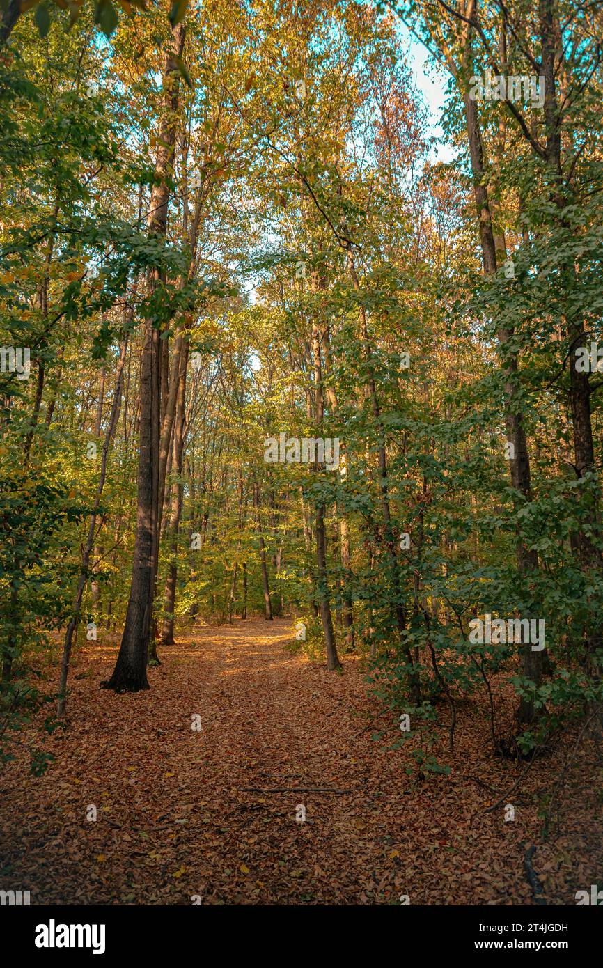 A scenic pathway in a wooded area Stock Photo - Alamy