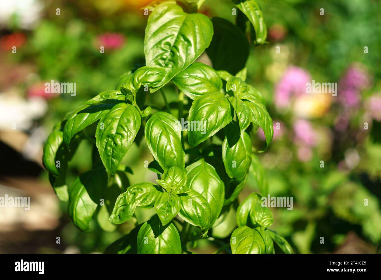 Harvesting basil. It is native to tropical regions and is used in ...