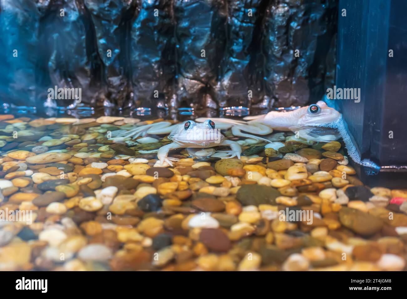 Albino frog lying in the water in the cabinet Stock Photo - Alamy