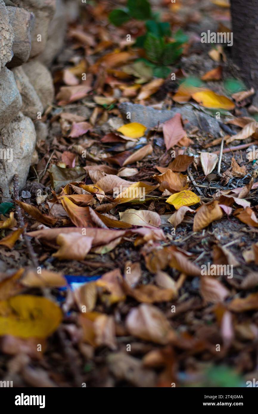 Autumn nature photography in closed view Stock Photo - Alamy