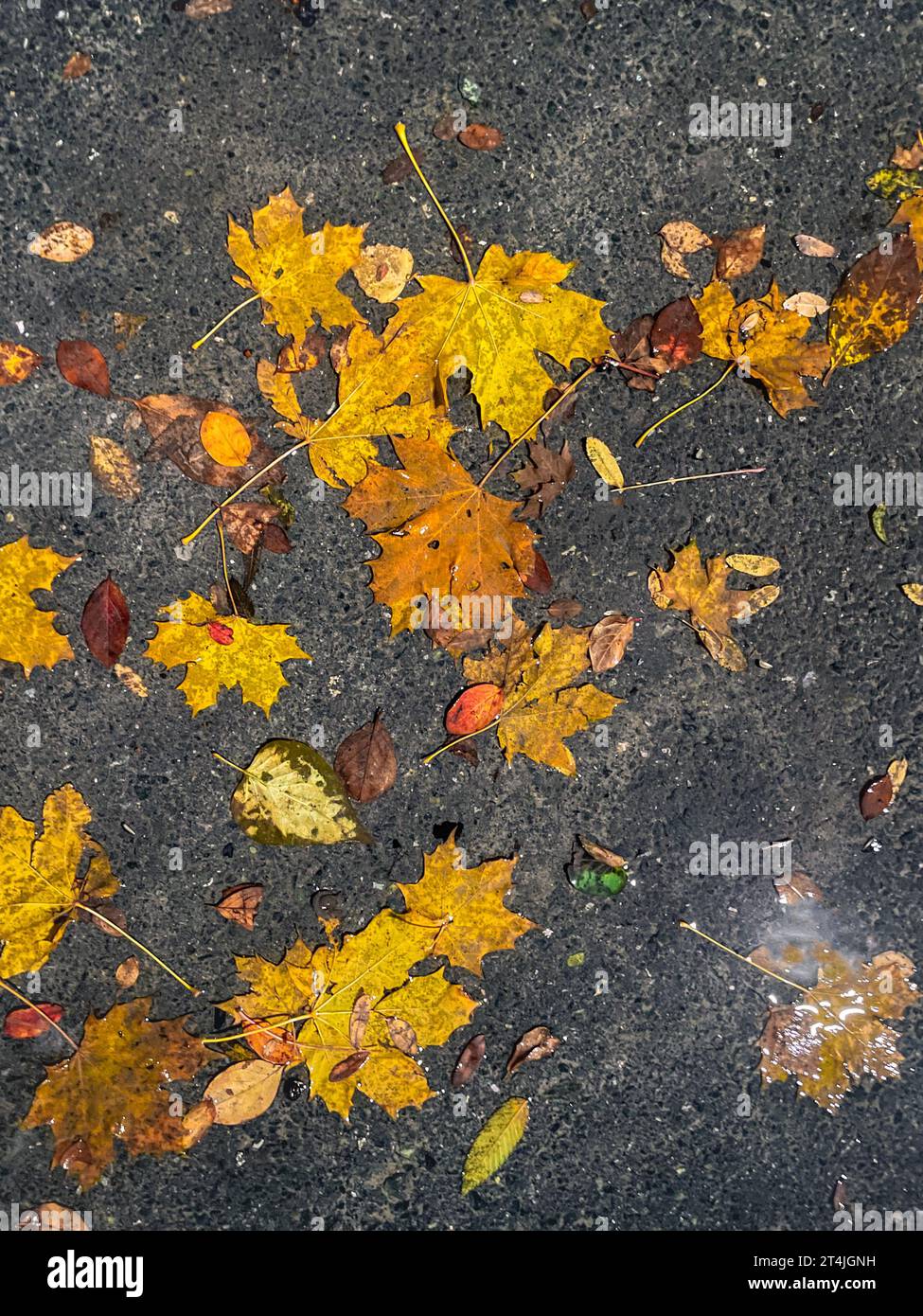 Cloudy day after the rain. Natural background. Rainy weather forecast ...