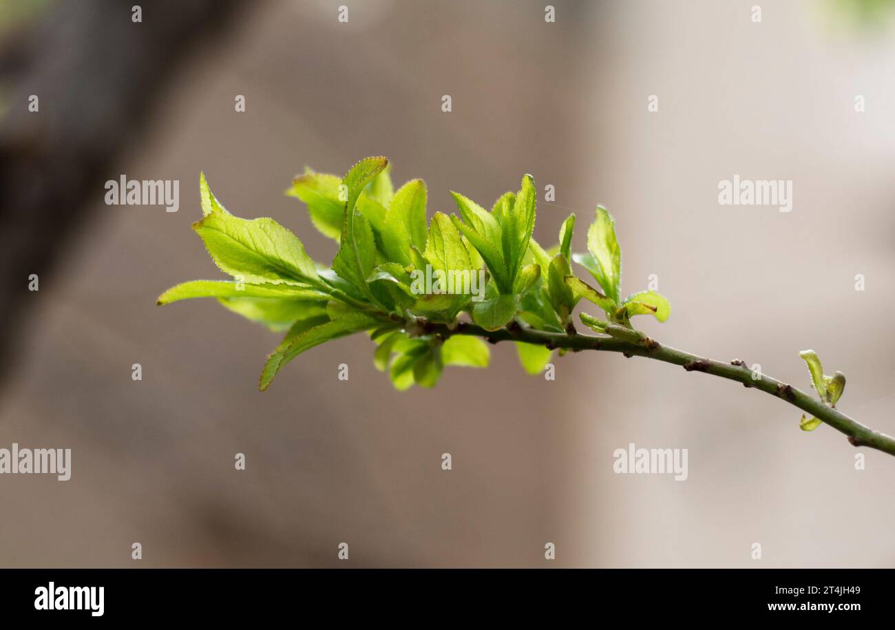 spring close up Stock Photo - Alamy