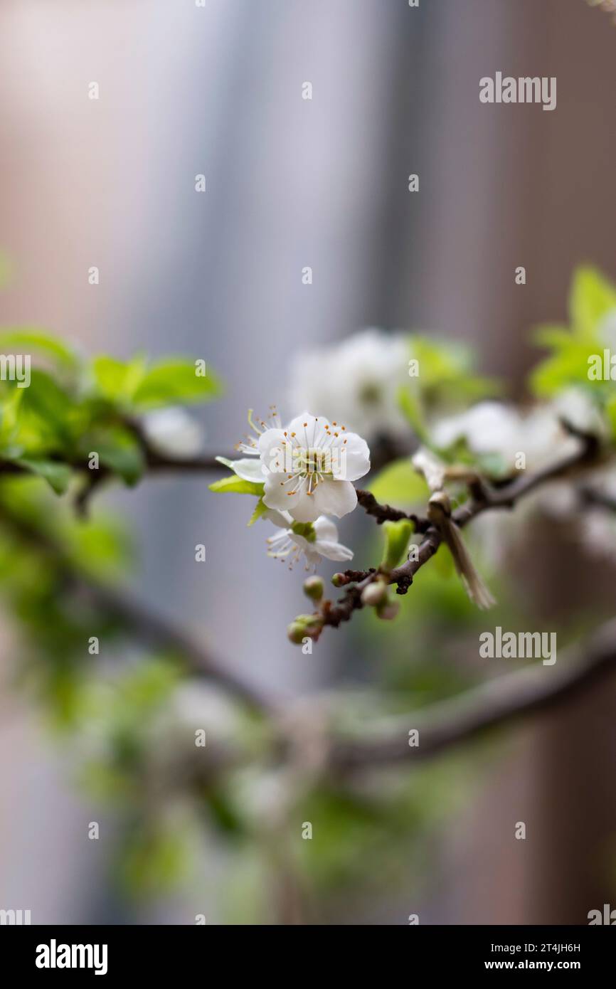 spring close up Stock Photo - Alamy