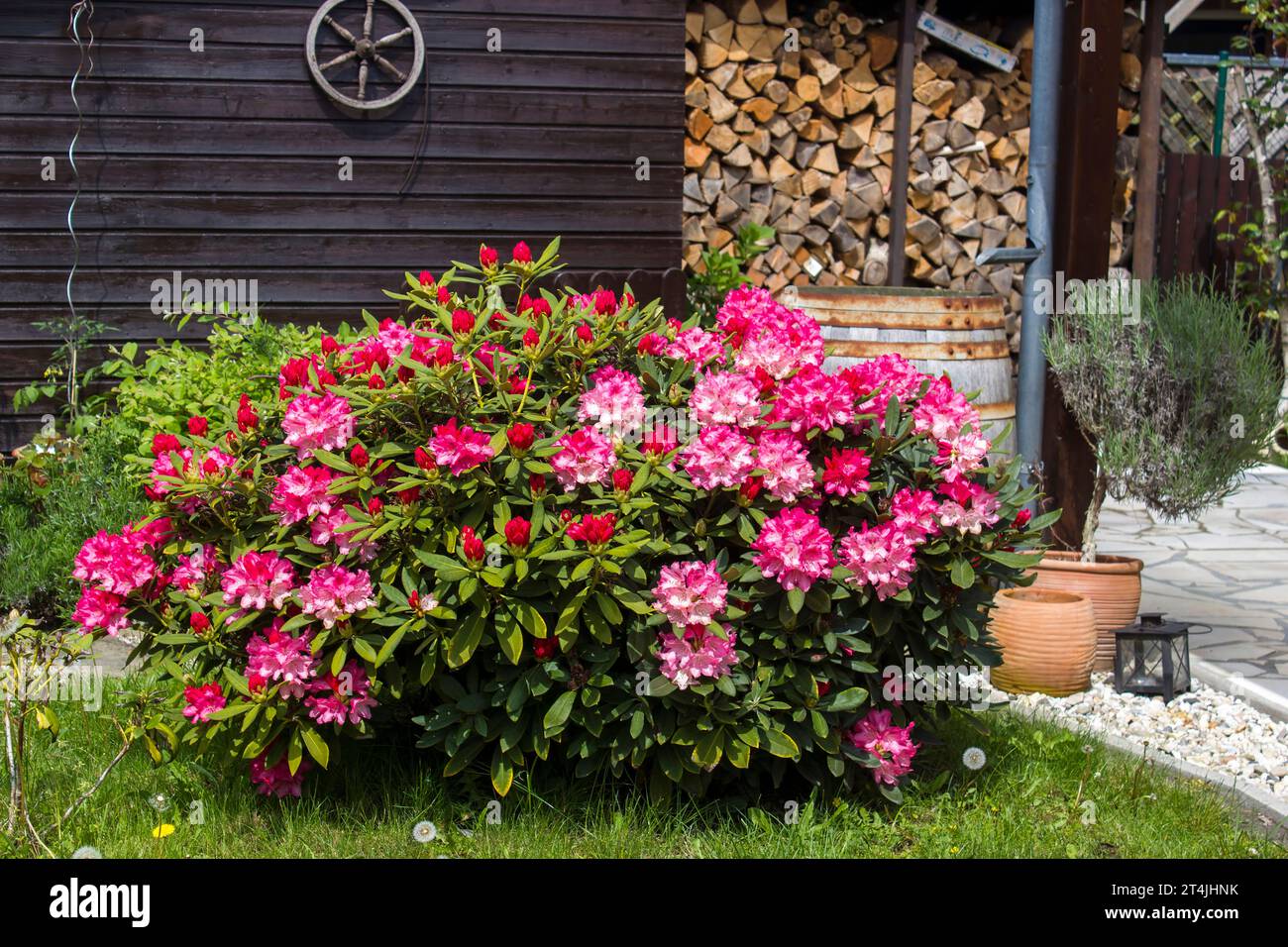 Rustic garden - blooming pink rhododendron flowers Stock Photo - Alamy