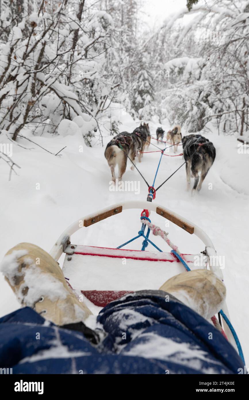 Huskies pull dog sled through a narrow trial in a winter white forest ...