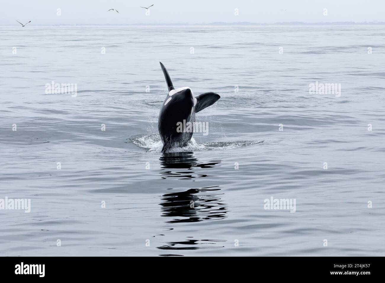 Baby killer whale, Orcinus orca, playfully breaches in the blue gray ...