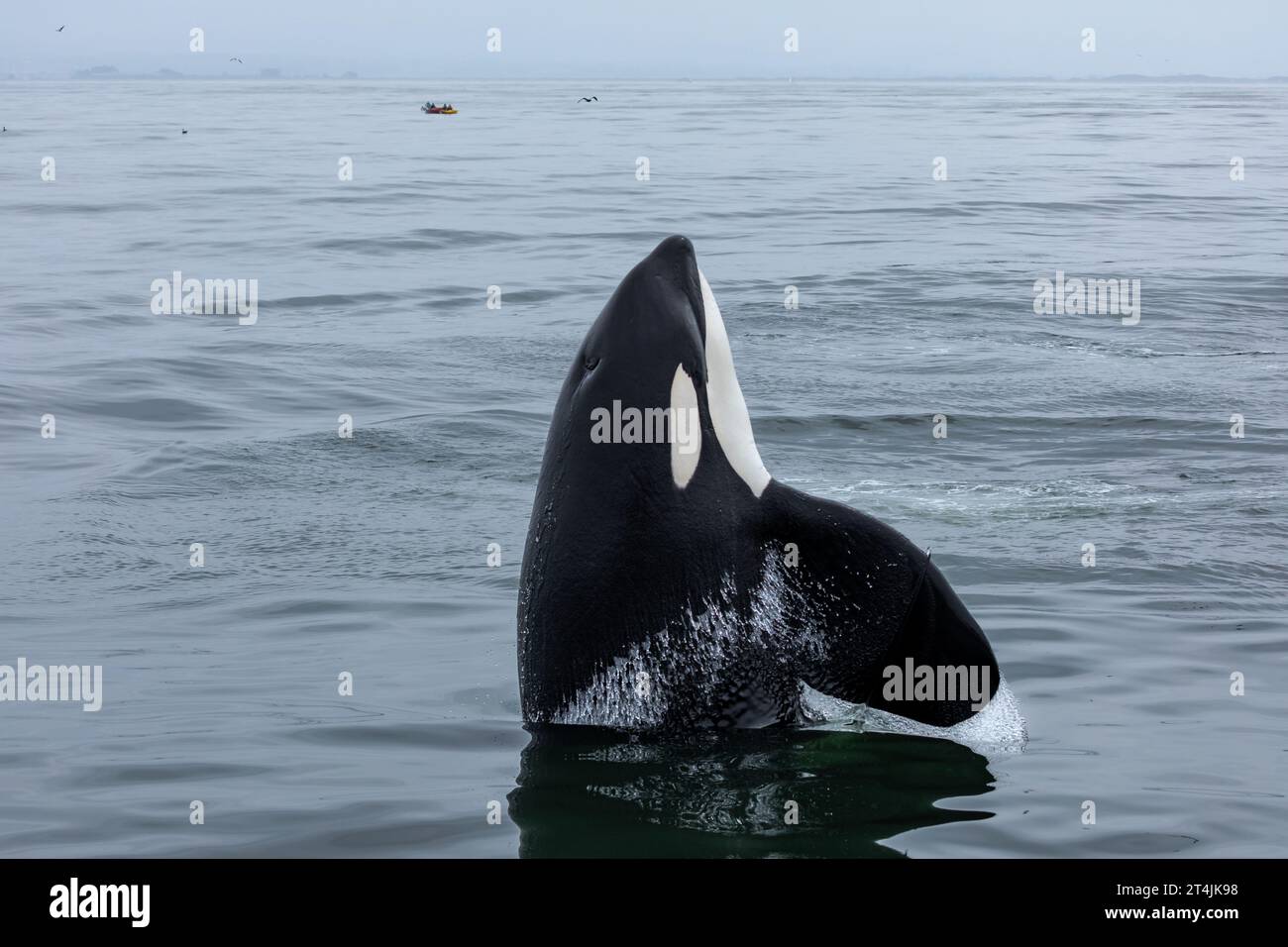Baby killer whale, Orcinus orca, playfully breaches in the blue gray ...