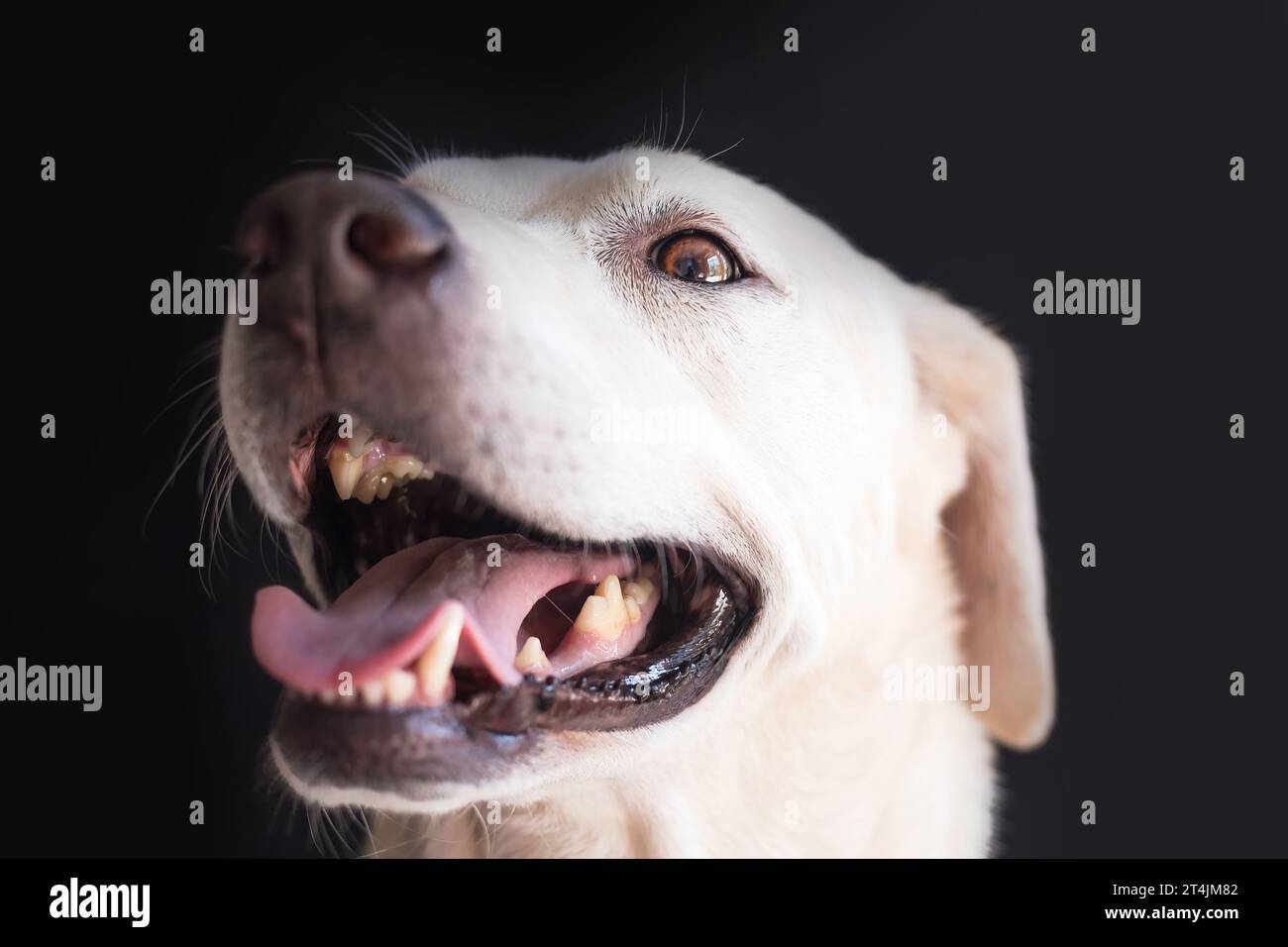 Labrador retriever eye closeup hi-res stock photography and images - Alamy