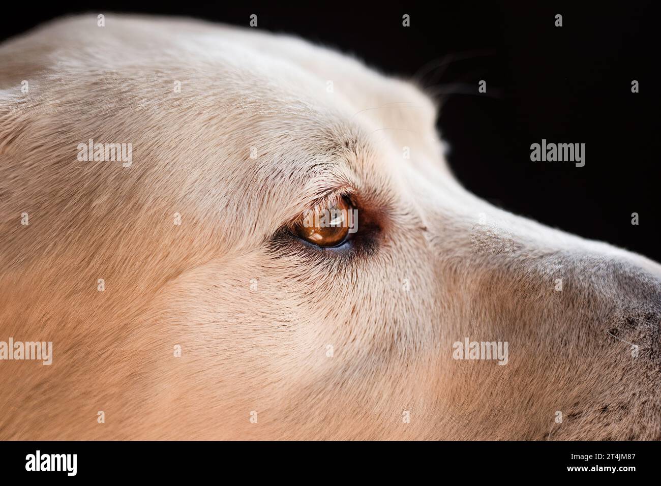 Closeup of labrador eye hi-res stock photography and images - Alamy