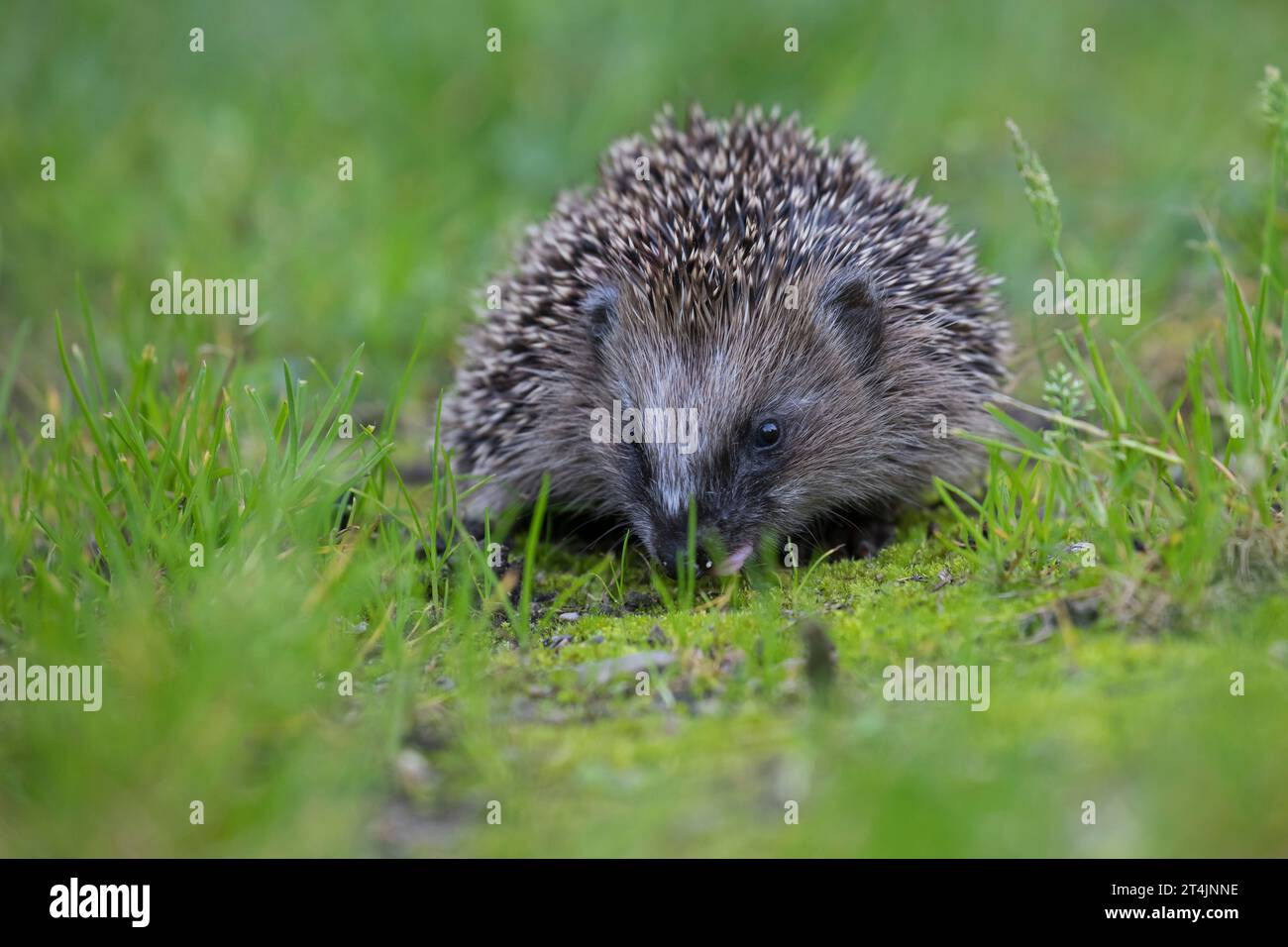 Igel, Europäischer Igel, Westigel, Braunbrustigel, West-Igel ...