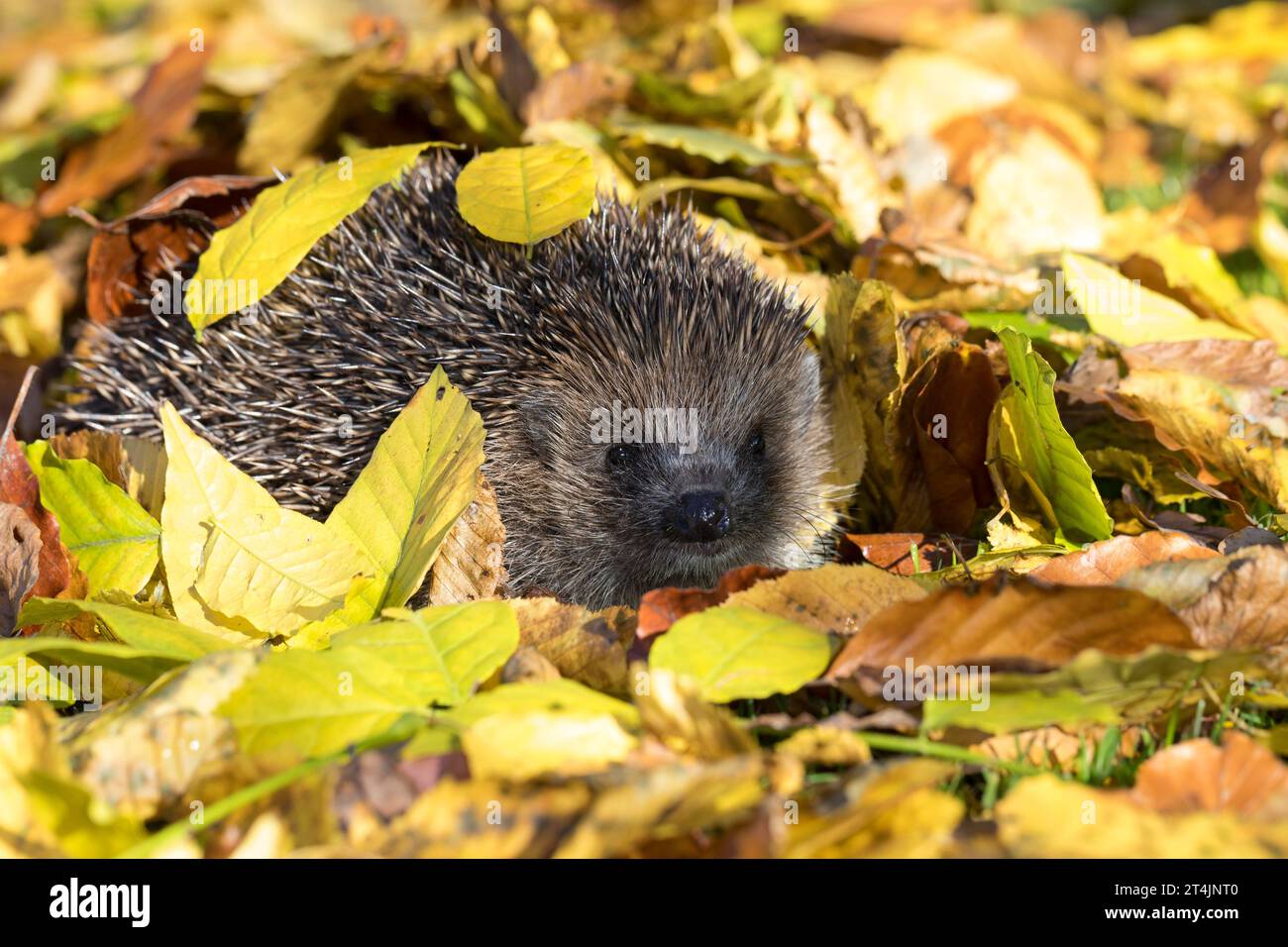 Igel, im Laub, Herbstlaub, Falllaub, Blätter, Europäischer Igel ...