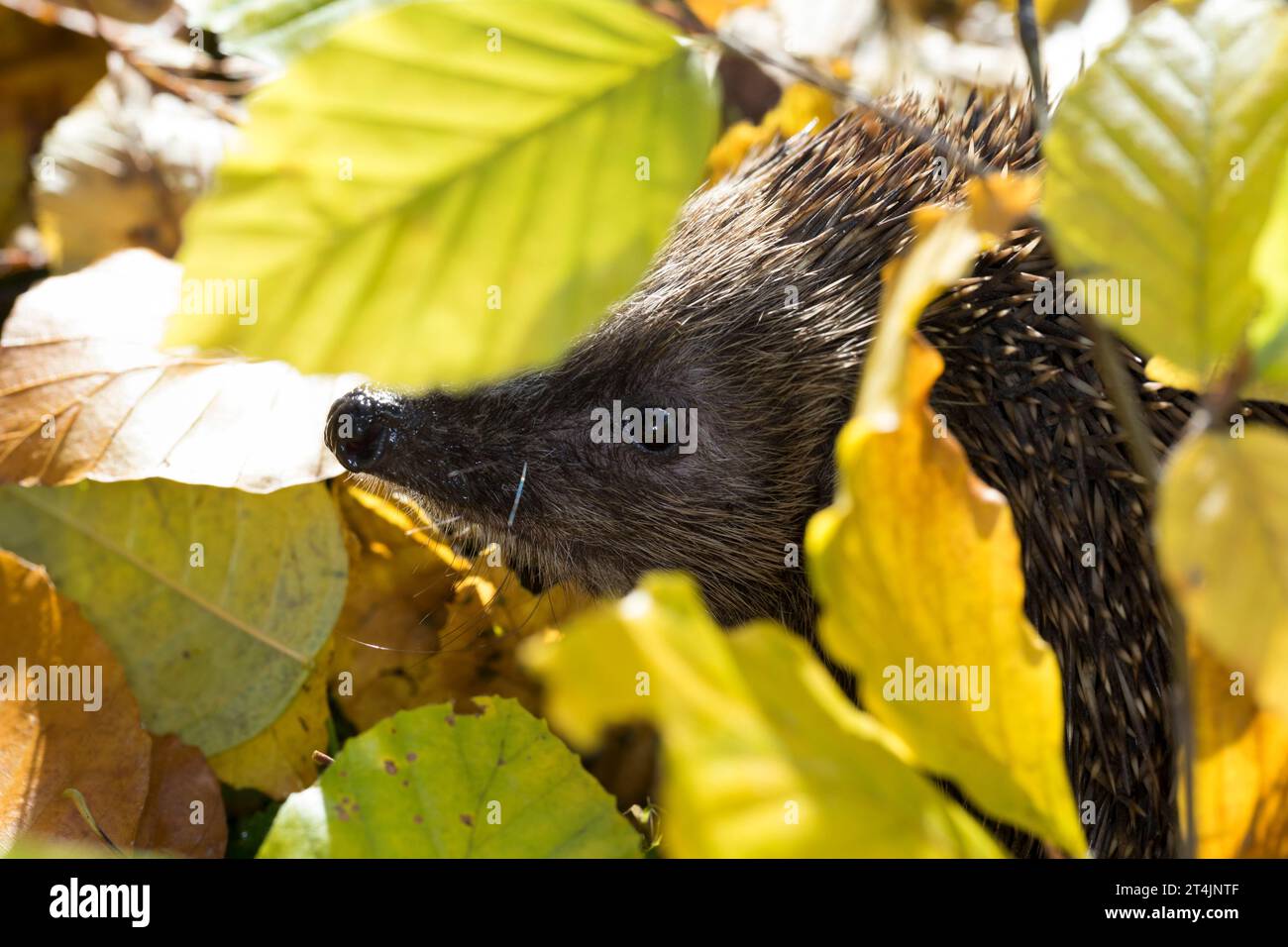 Igel, im Laub, Herbstlaub, Falllaub, Blätter, Europäischer Igel ...