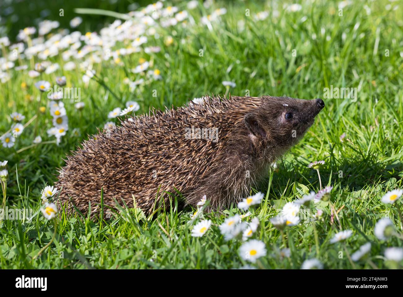 Igel, Europäischer Igel, Westigel, Braunbrustigel, West-Igel ...