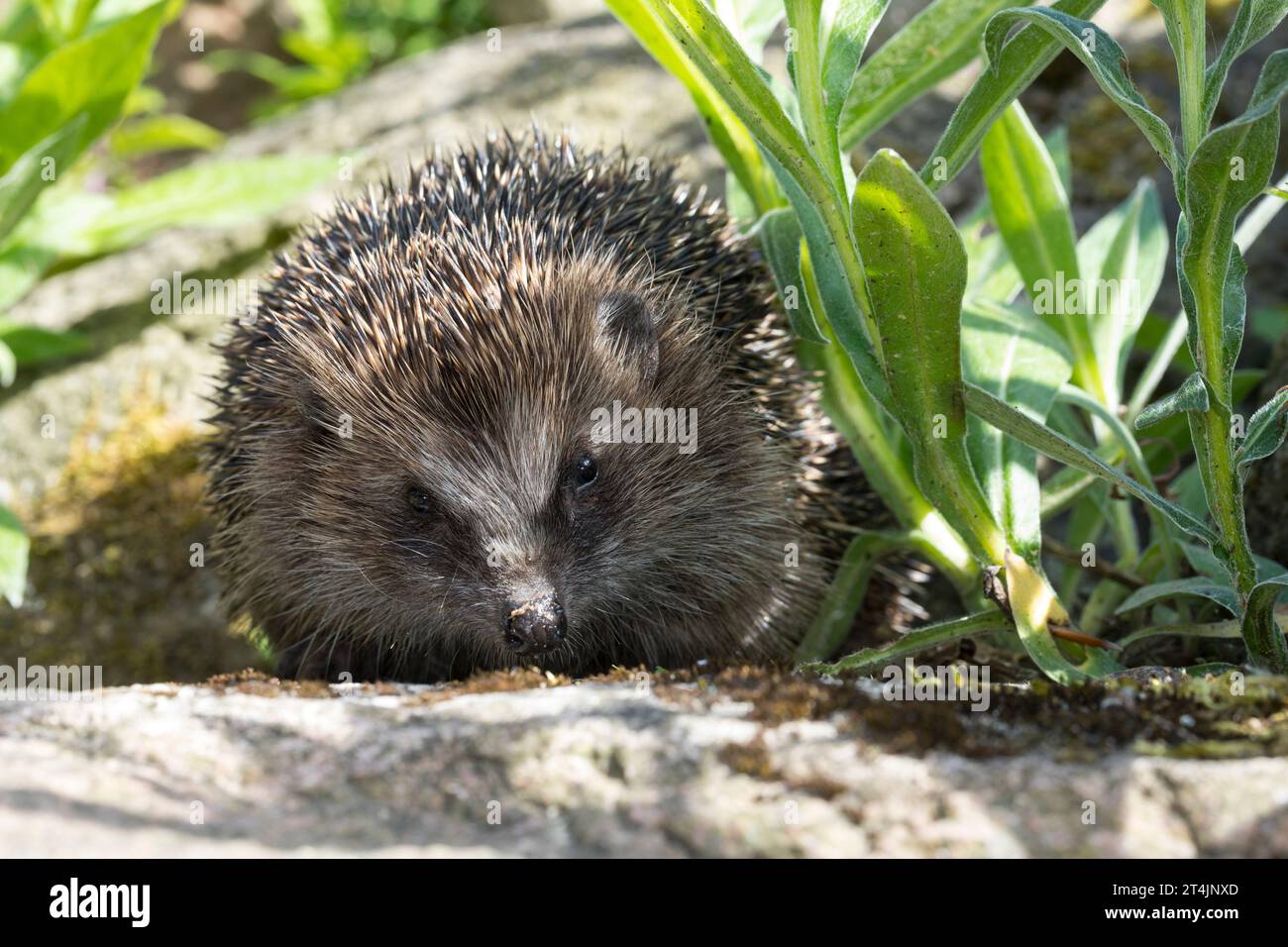 Igel, Europäischer Igel, Westigel, Braunbrustigel, West-Igel ...