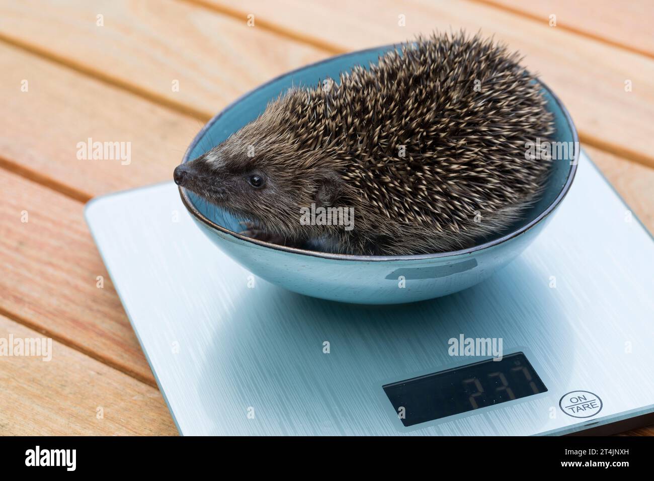 Igel, wiegen, Waage, Gewicht, Europäischer Igel, Westigel ...