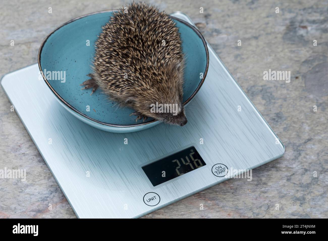 Igel, wiegen, Waage, Gewicht, Europäischer Igel, Westigel ...