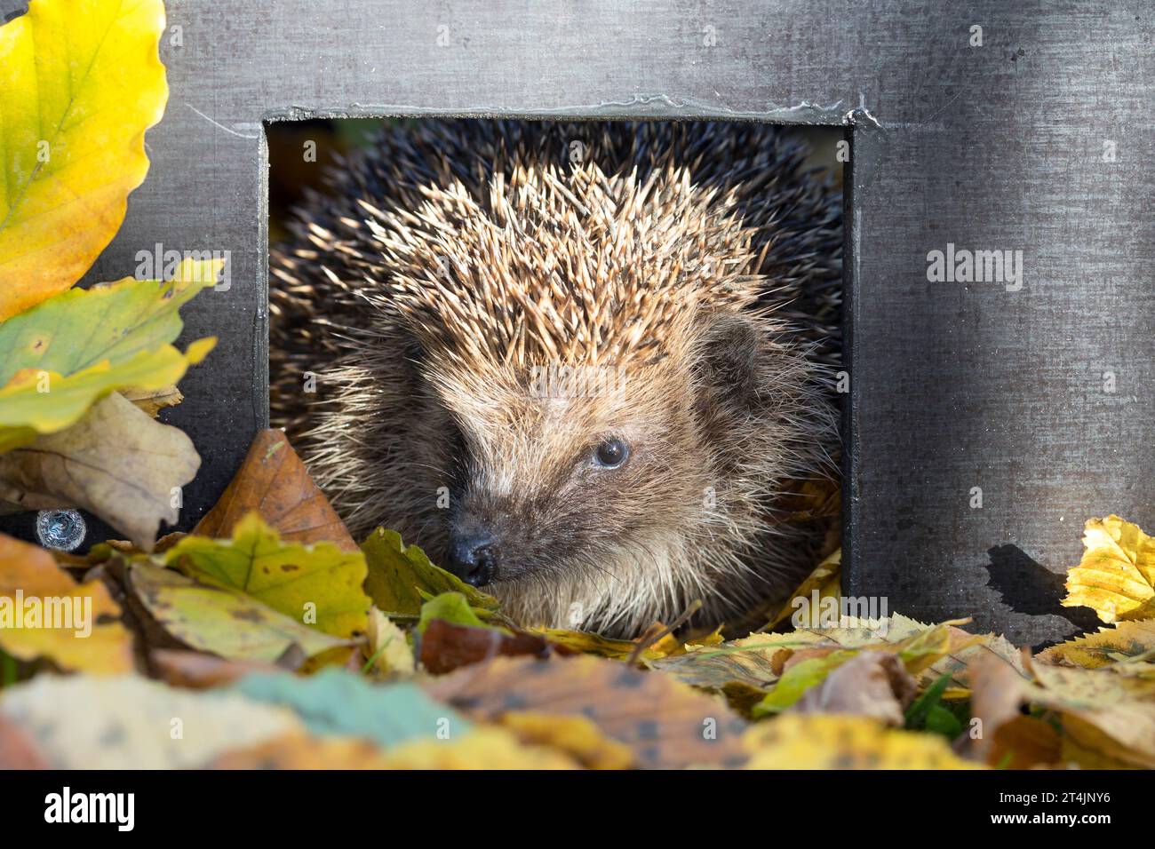 Hedgehog house hi-res stock photography and images - Alamy