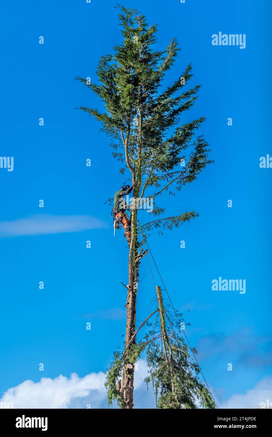 Services surgeon assessment hi-res stock photography and images - Alamy