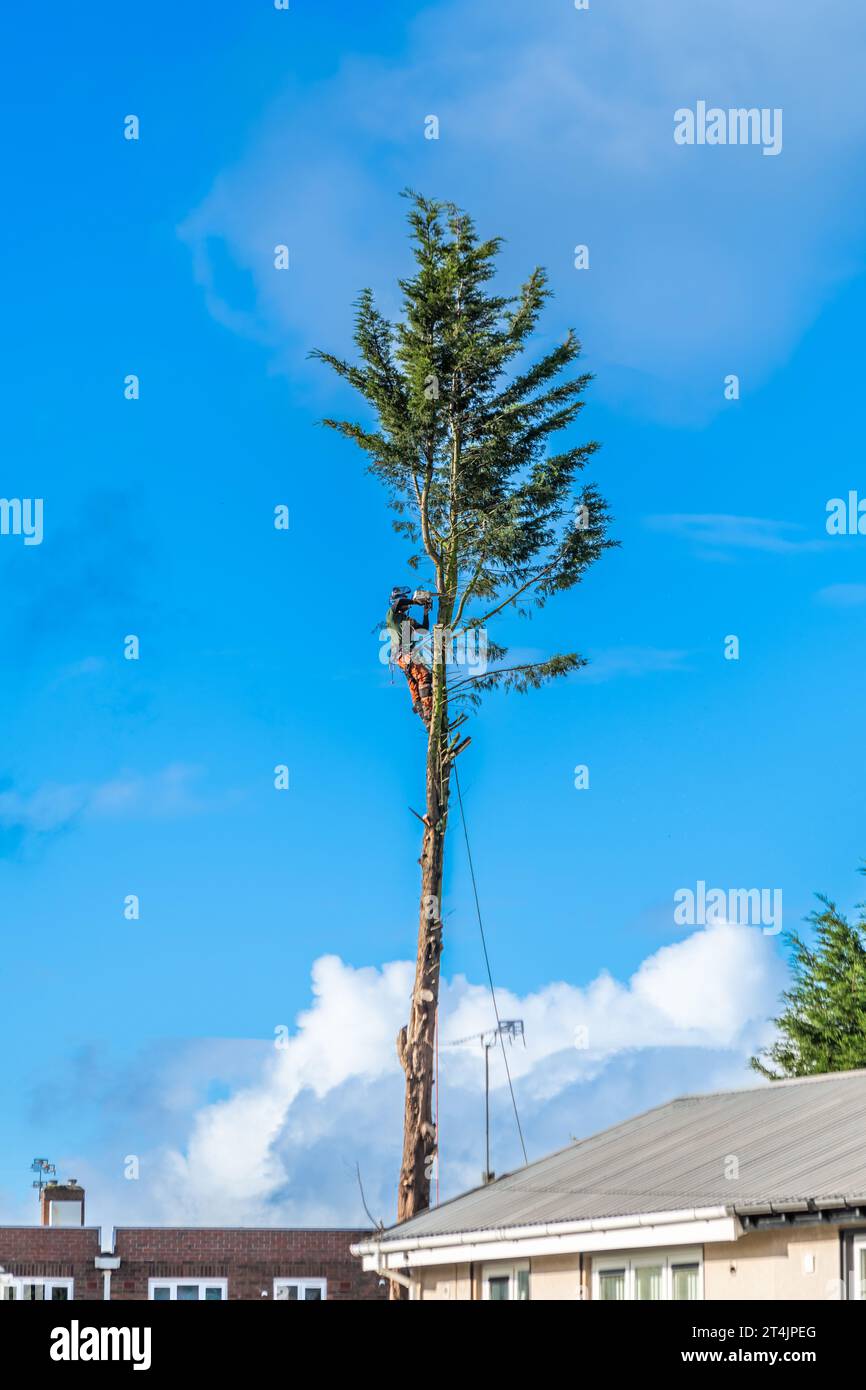 Emergency tree removal hi-res stock photography and images - Alamy