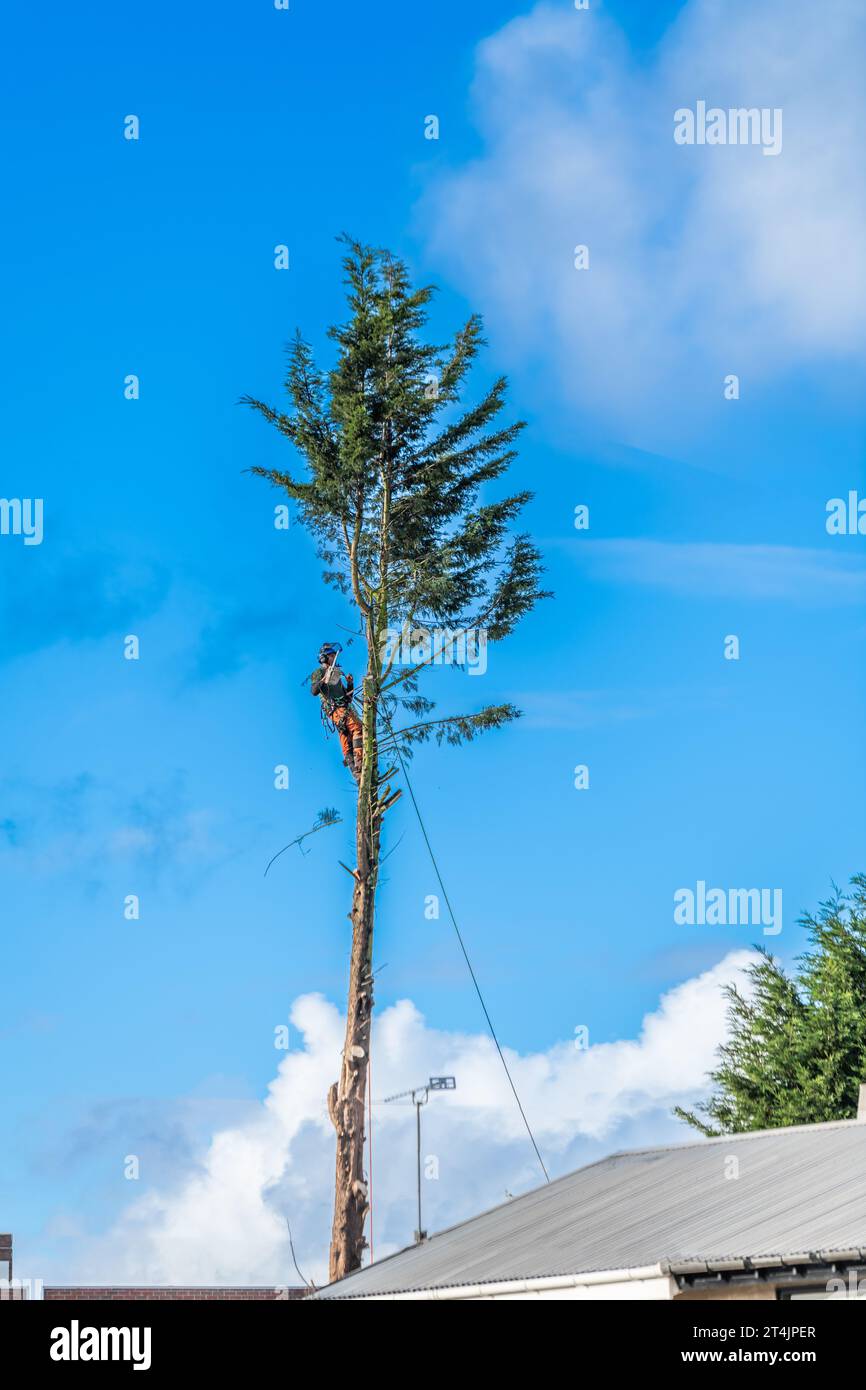 Tree cabling and bracing hi-res stock photography and images - Alamy