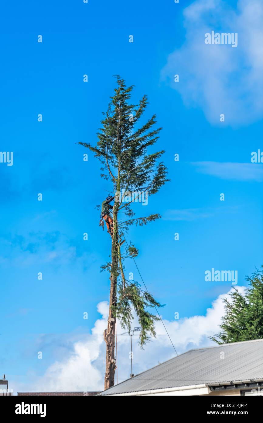 Tree hazard assessment hi-res stock photography and images - Alamy