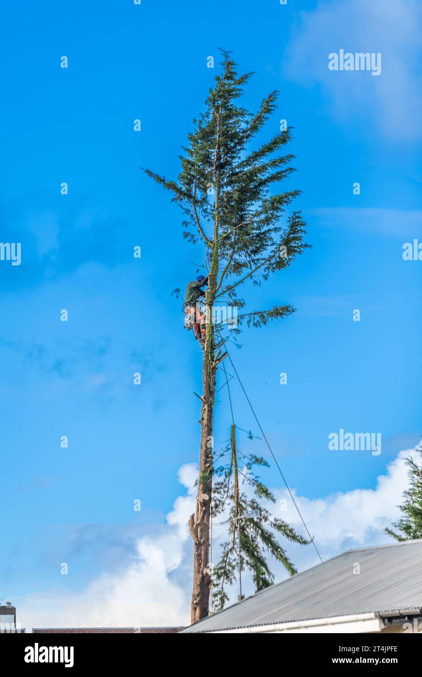 Canopy removal hi-res stock photography and images - Alamy