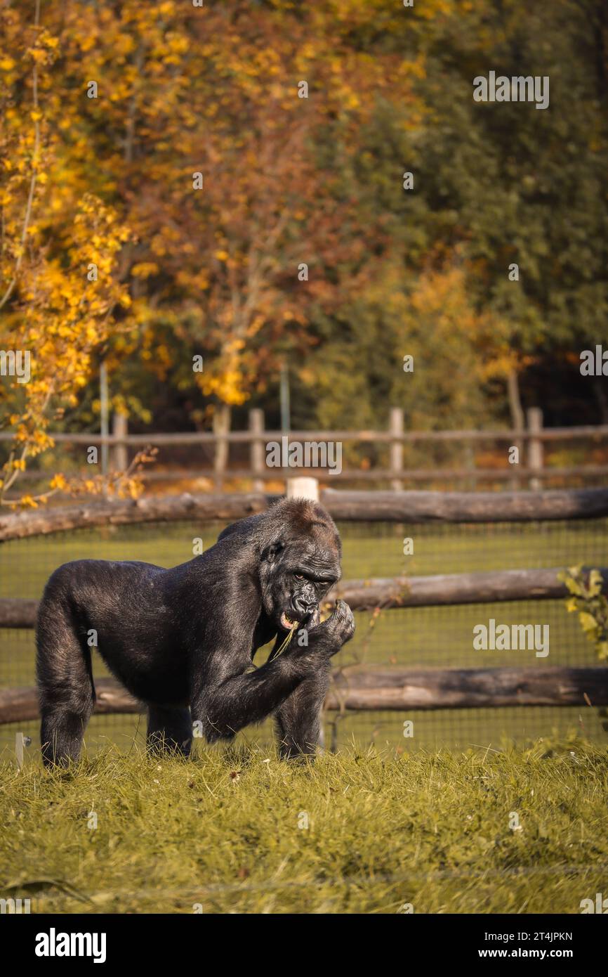 Vertical Portrait of Western Lowland Gorilla on Grass during Autumn ...