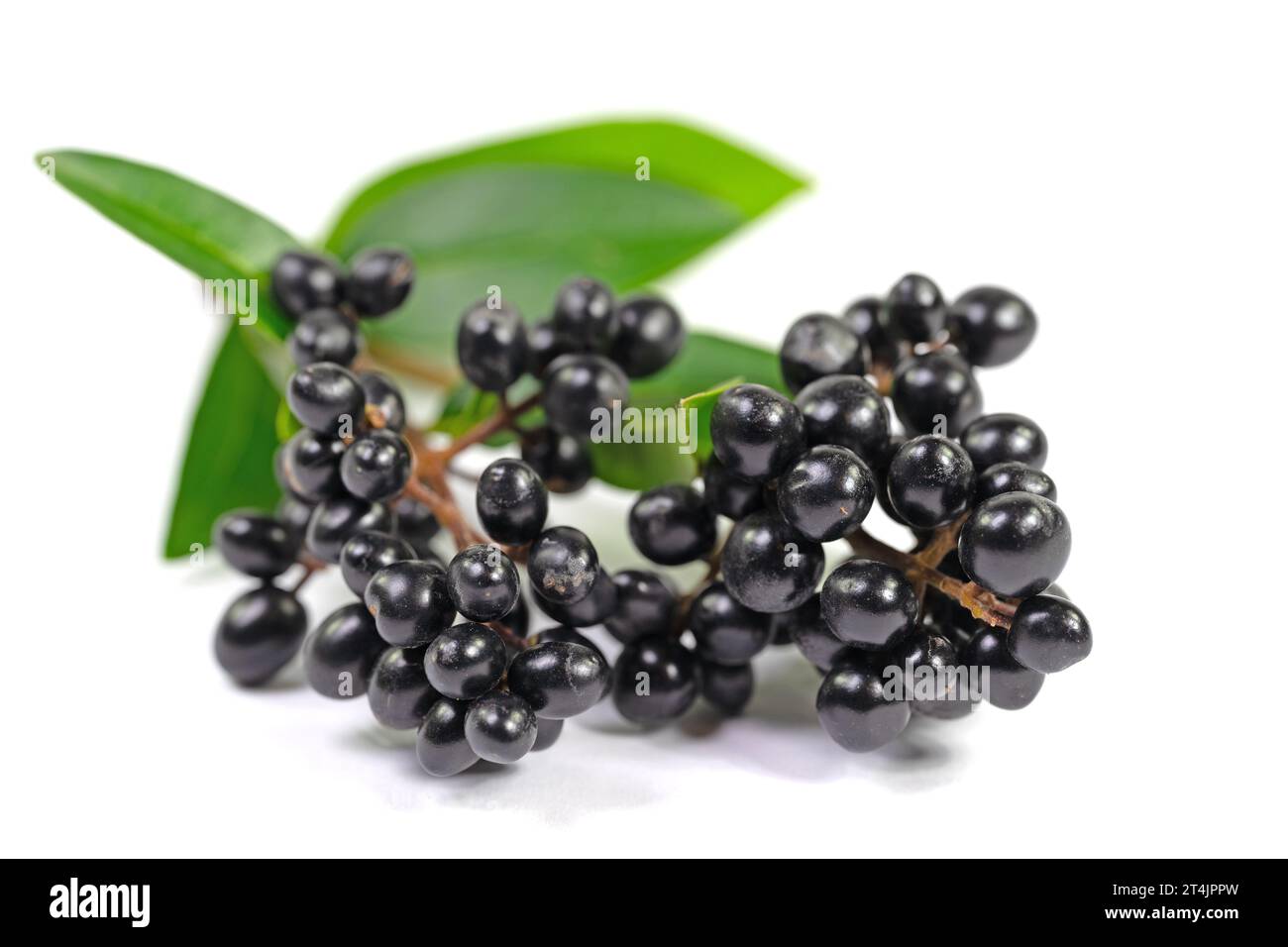 Privet berries isolated against white background Stock Photo - Alamy
