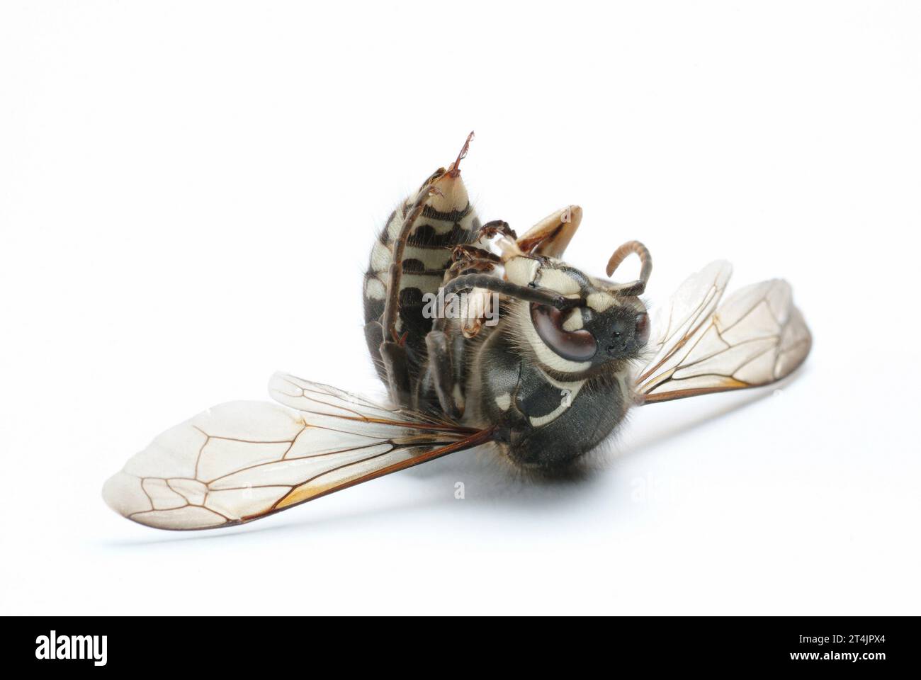 Dead wasp with stinger close up on white background Stock Photo - Alamy